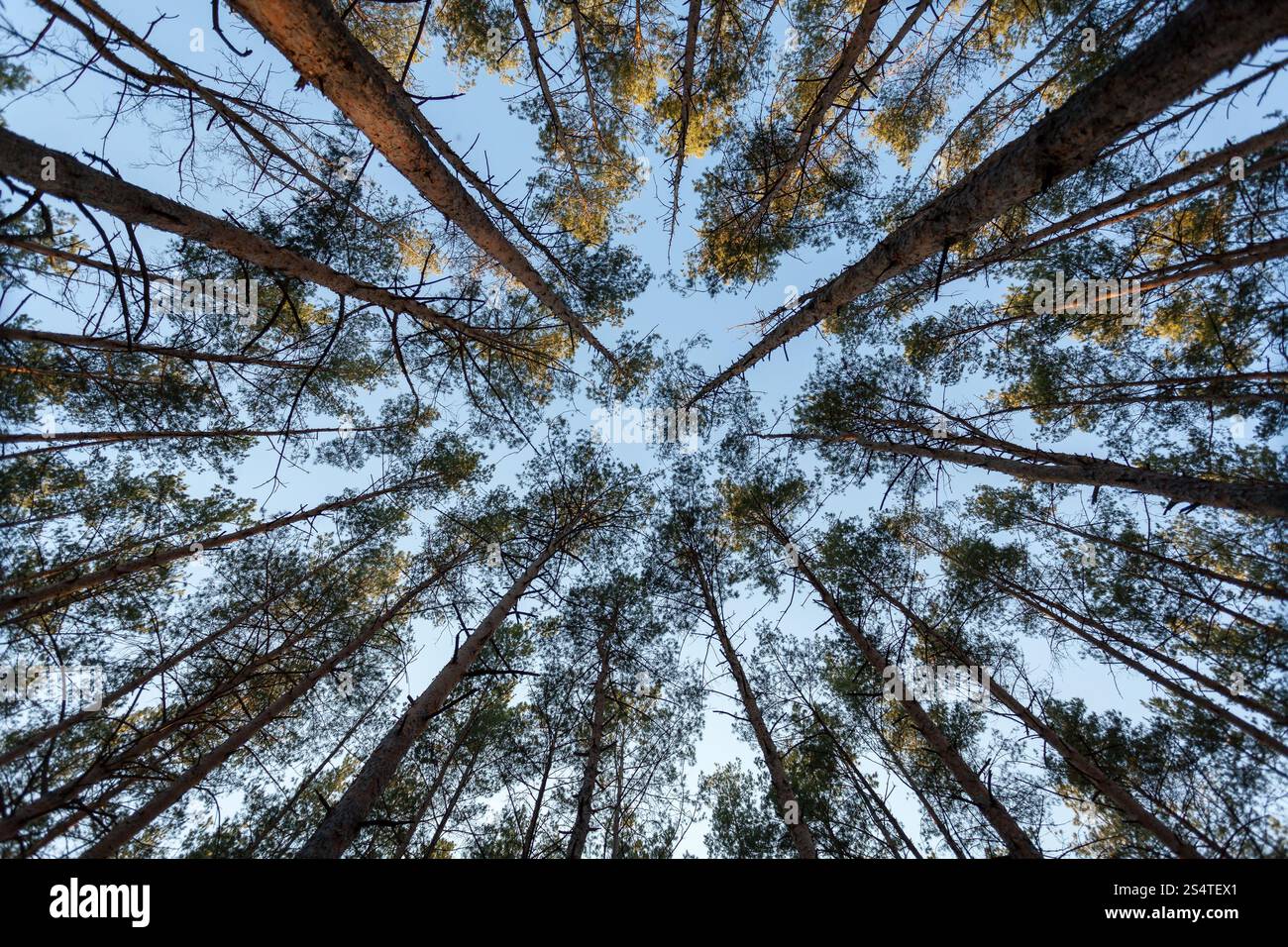 Forest tree top top hi-res stock photography and images - Alamy