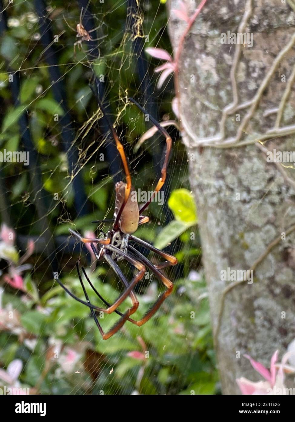 Tiger Spider (Trichonephila plumipes Stock Photo - Alamy