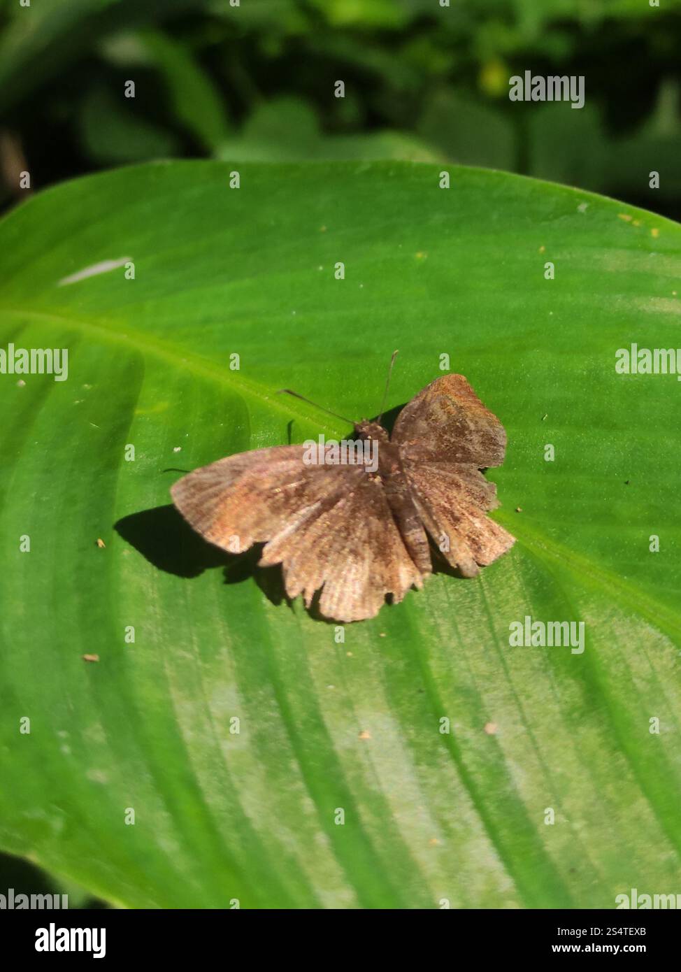 Spread-wing Skippers (Pyrginae Stock Photo - Alamy