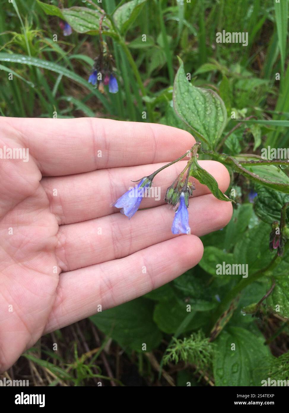 Tall Bluebell (Mertensia paniculata Stock Photo - Alamy