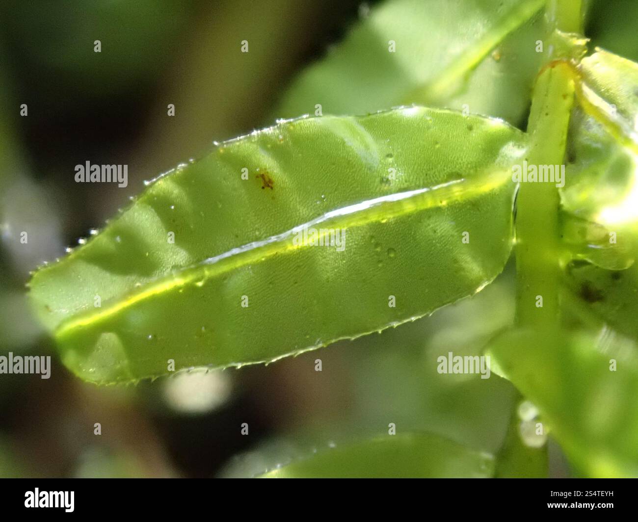 Palm-tree Moss (Plagiomnium undulatum Stock Photo - Alamy