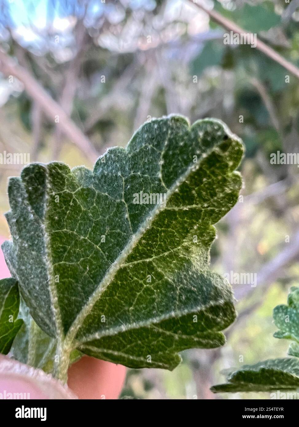 southern coastal bushmallow (Malacothamnus fasciculatus Stock Photo - Alamy