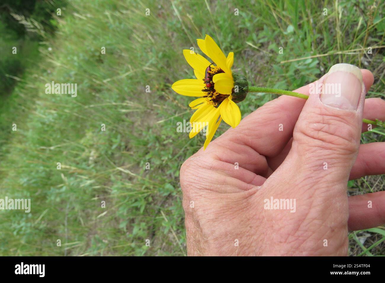 Stiff Sunflower (Helianthus pauciflorus Stock Photo - Alamy