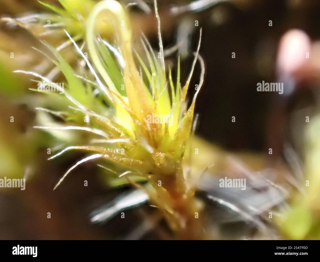 Heath Star-moss (Campylopus introflexus Stock Photo - Alamy