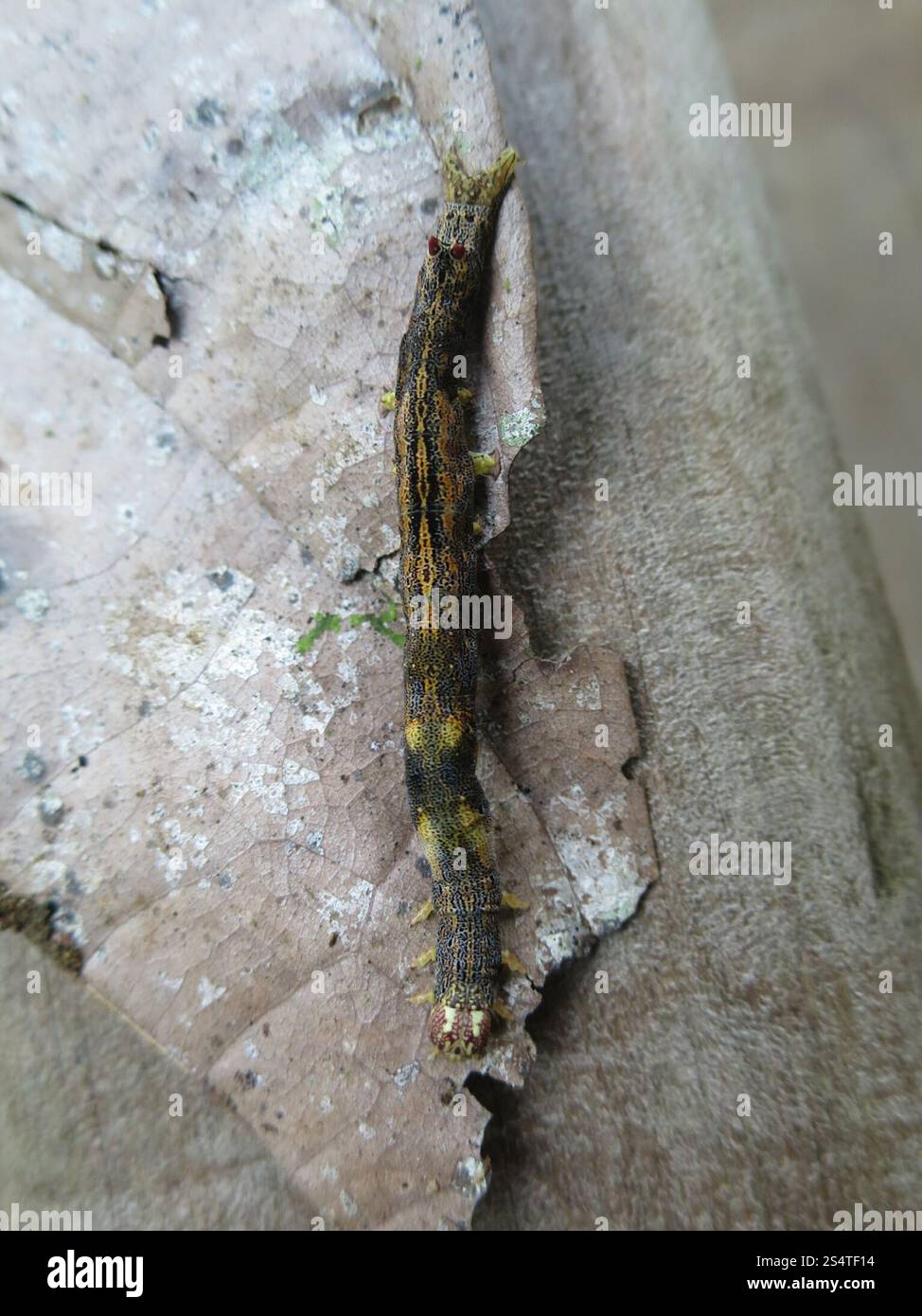 Geometer Moths (Geometridae Stock Photo - Alamy