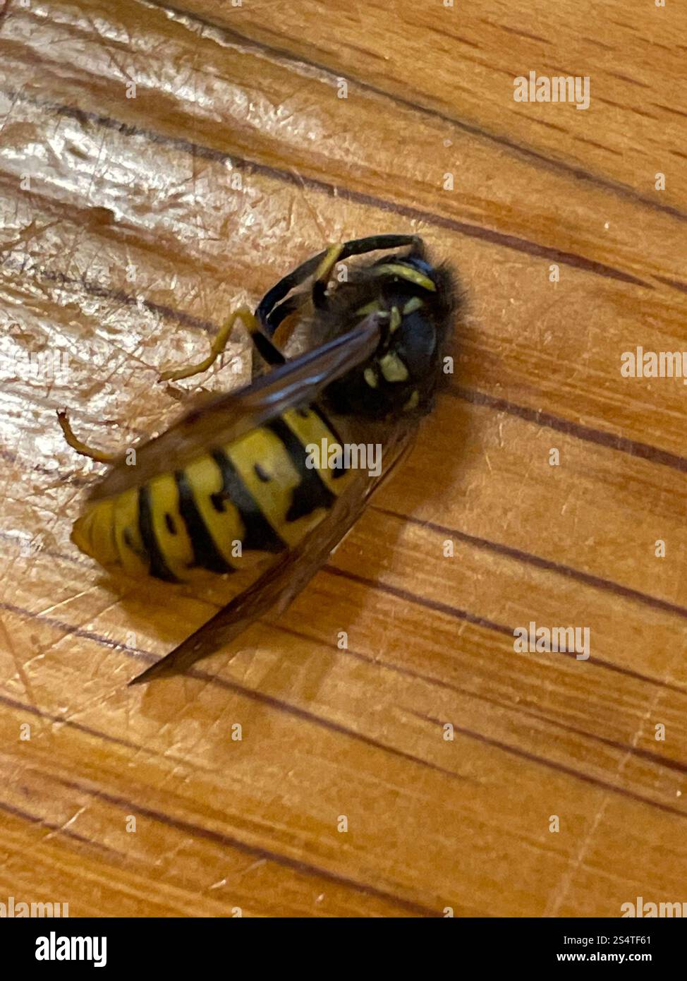 Ground Yellowjackets (Vespula Stock Photo - Alamy