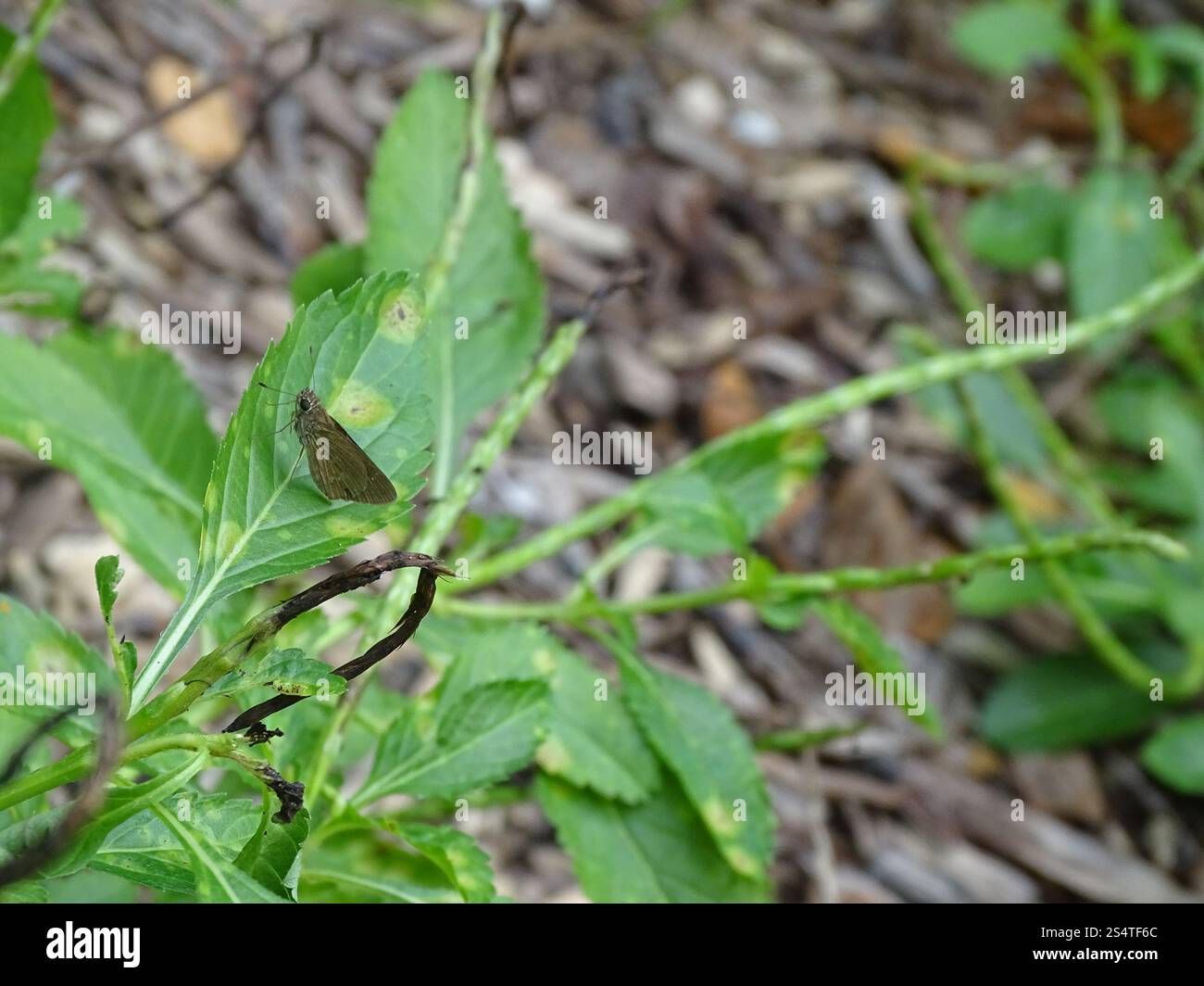 Three-spotted Skipper (Cymaenes tripunctus Stock Photo - Alamy