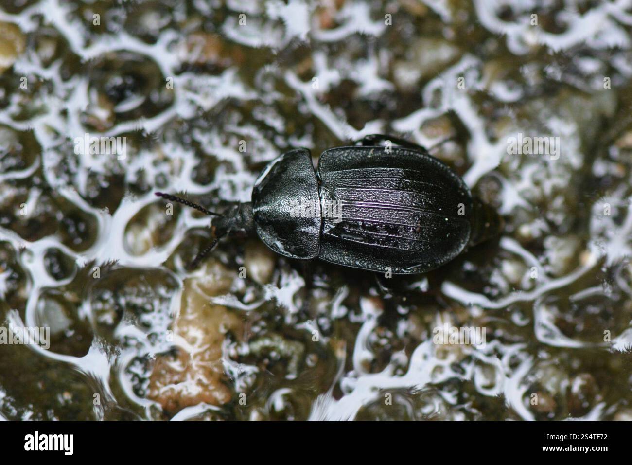 Black snail beetle (Phosphuga atrata Stock Photo - Alamy
