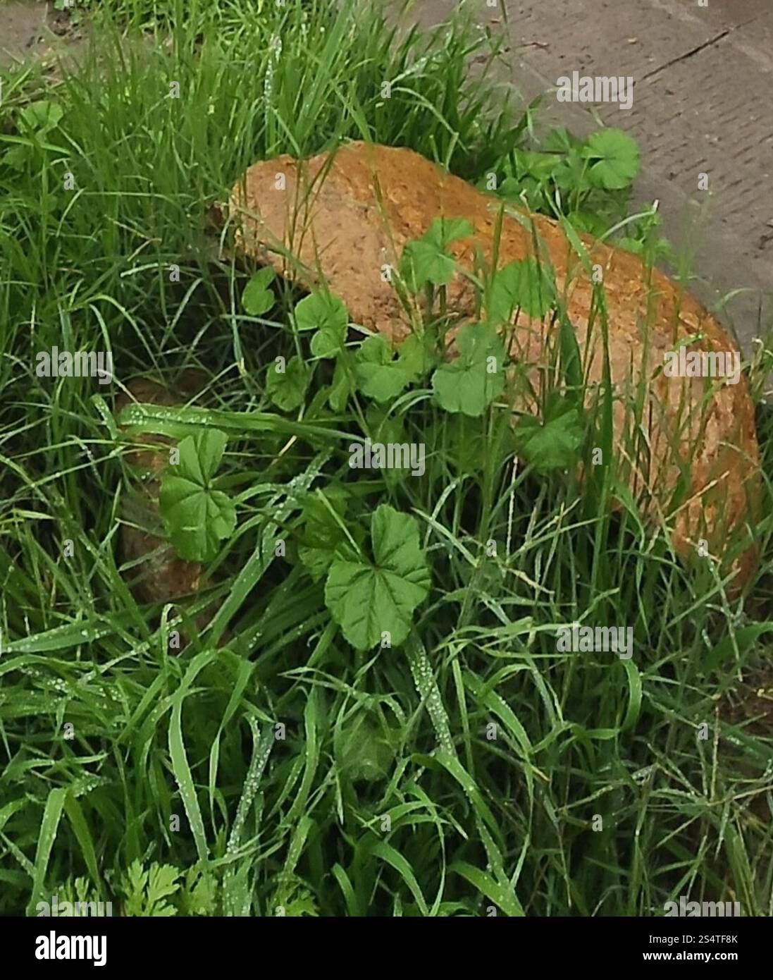 cheeseweed mallow (Malva parviflora Stock Photo - Alamy