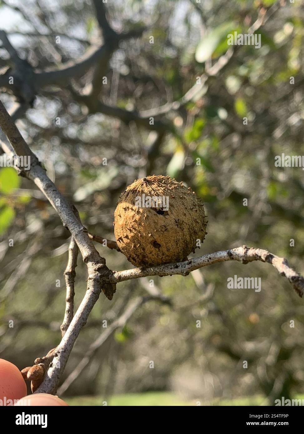 Live Oak Apple Gall Wasp (Amphibolips quercuspomiformis Stock Photo - Alamy