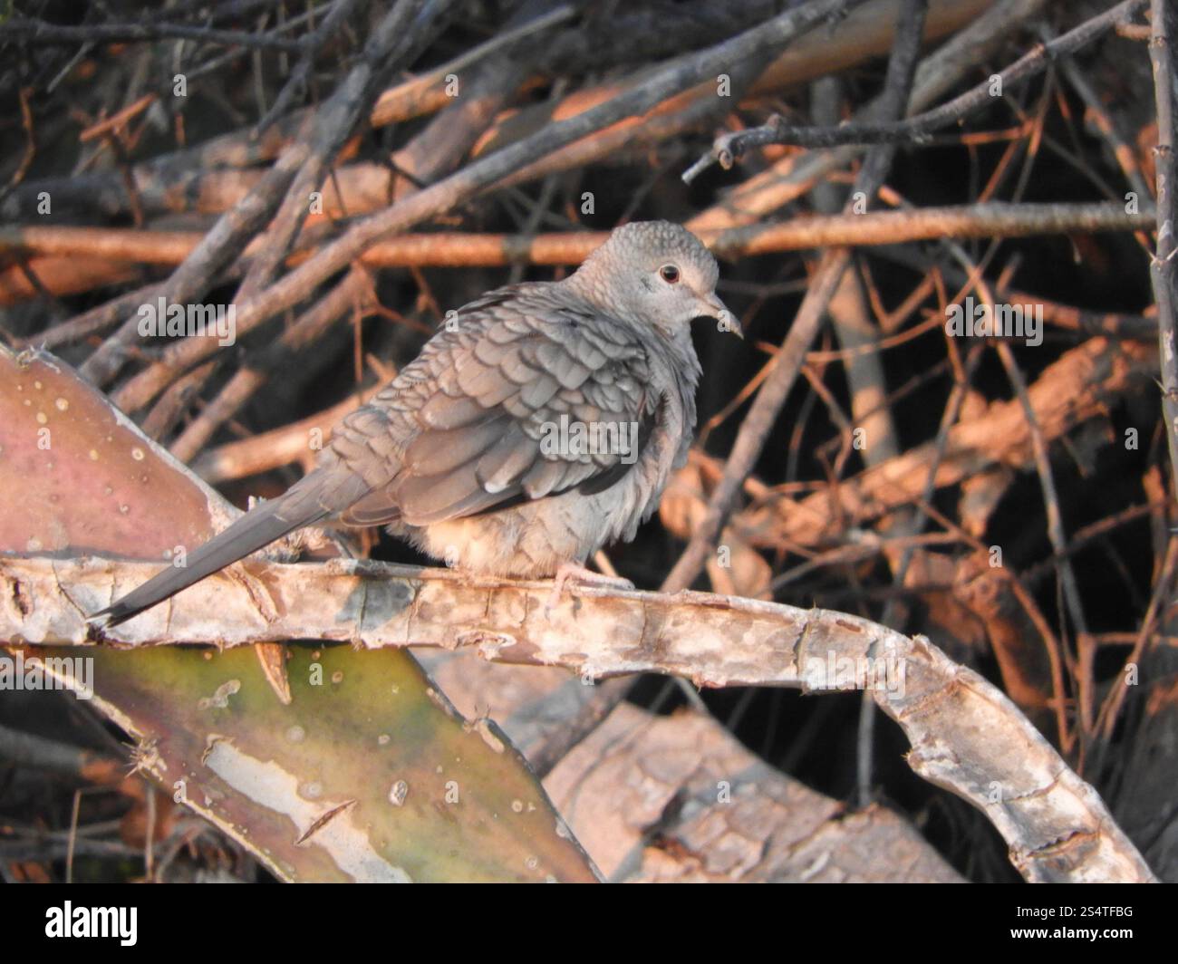 Inca Dove (Columbina inca Stock Photo - Alamy