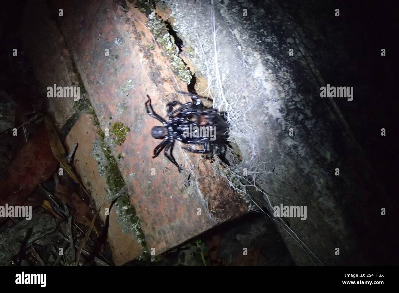 Blue Mountains Funnel-web Spider (Hadronyche versuta Stock Photo - Alamy