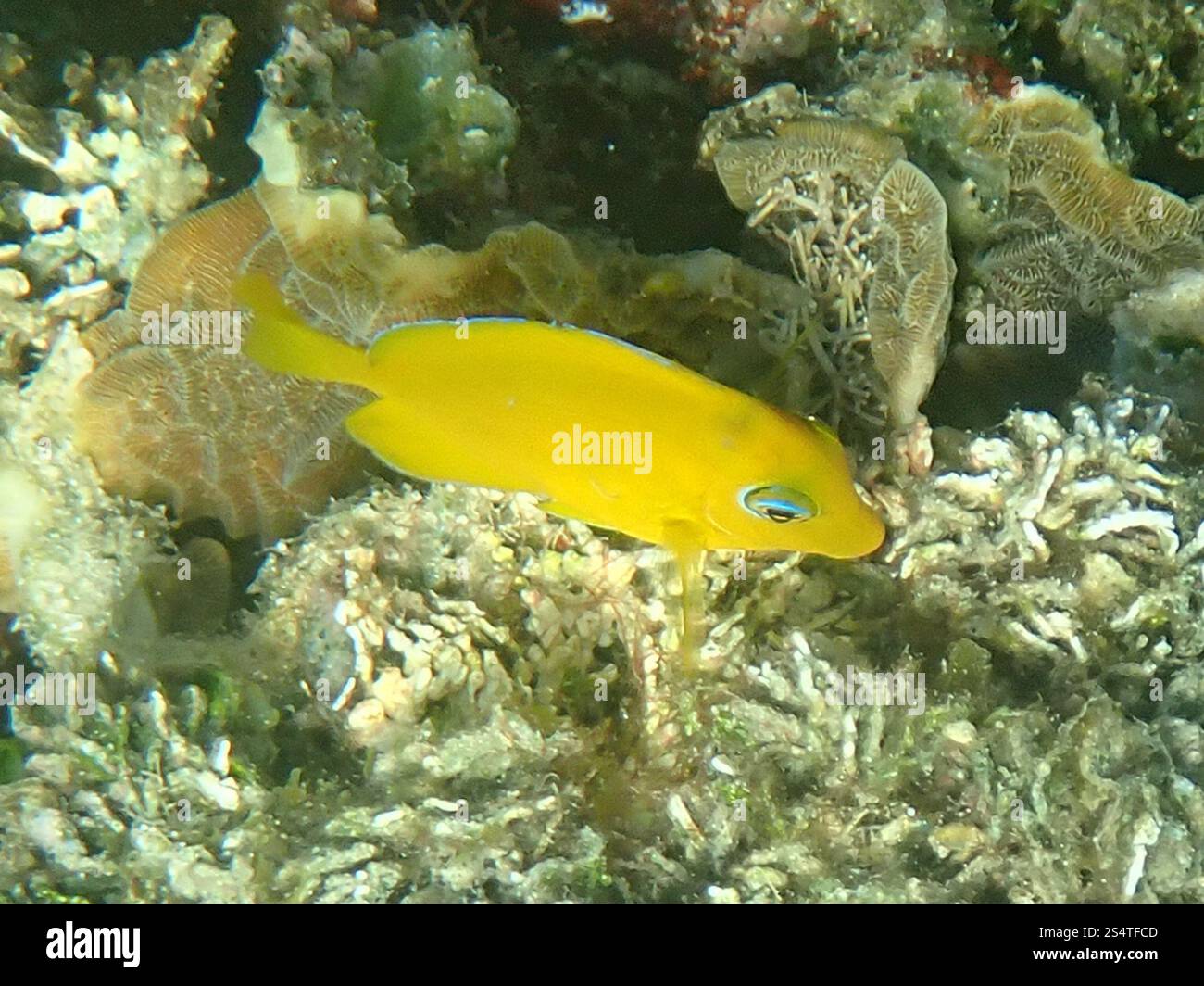 Atlantic Blue Tang (Acanthurus coeruleus Stock Photo - Alamy
