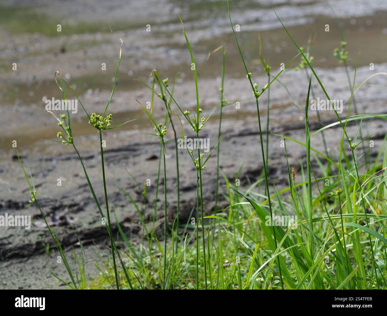 tropical flatsedge (Cyperus surinamensis Stock Photo - Alamy