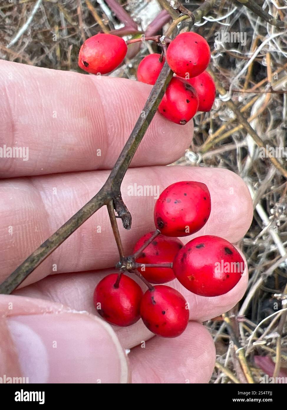 Coral Greenbrier (Smilax walteri Stock Photo - Alamy