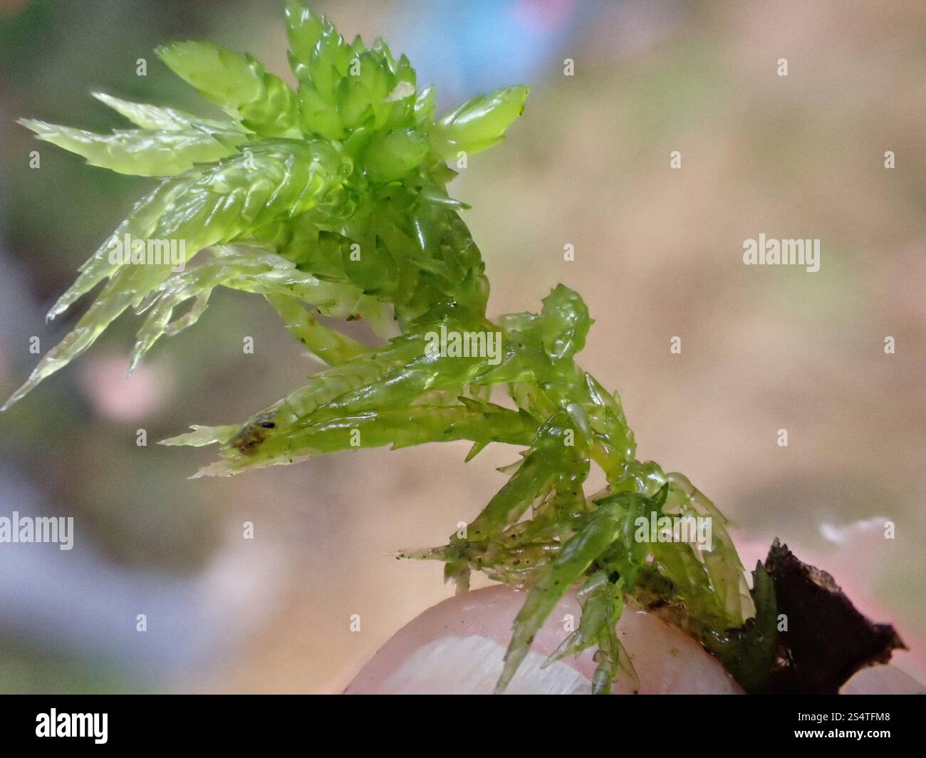 Cow-horn Bog-moss (Sphagnum denticulatum Stock Photo - Alamy
