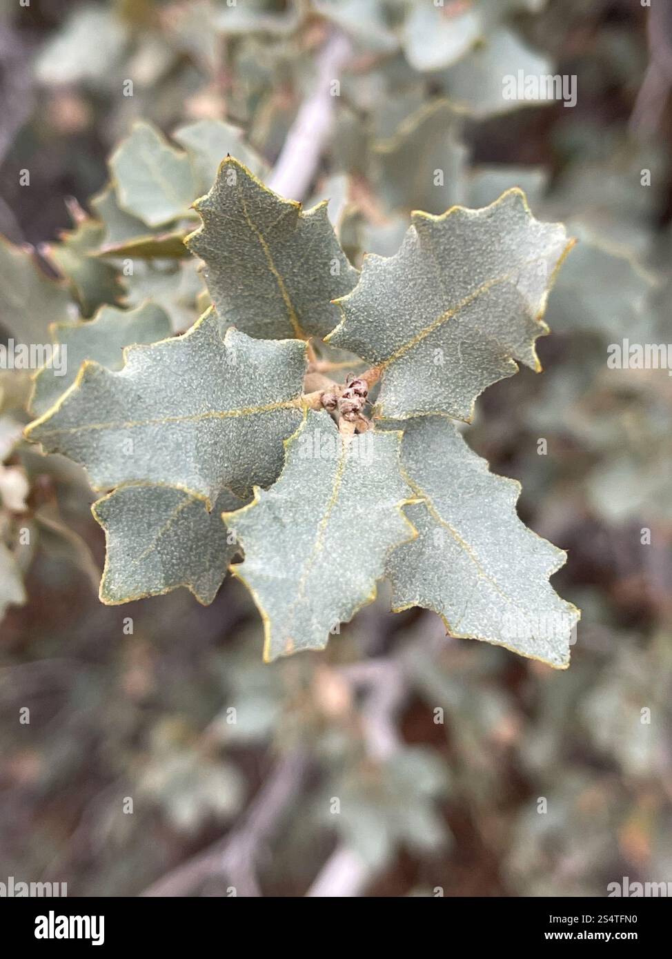 Sonoran scrub oak (Quercus turbinella Stock Photo - Alamy
