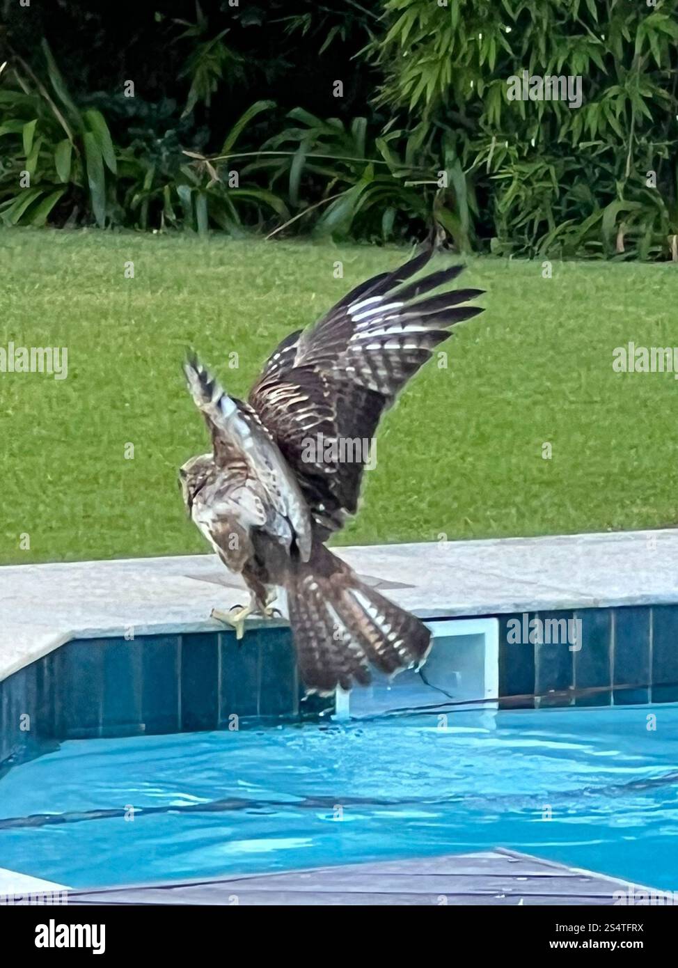 Forest Buzzard (Buteo trizonatus Stock Photo - Alamy