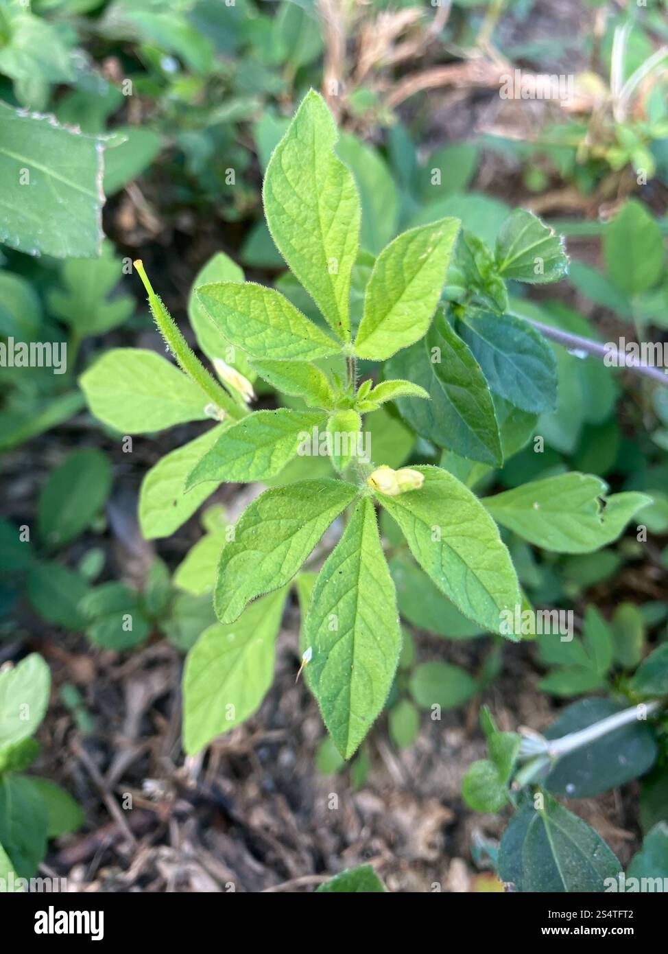 Asian spiderflower (Cleome viscosa Stock Photo - Alamy