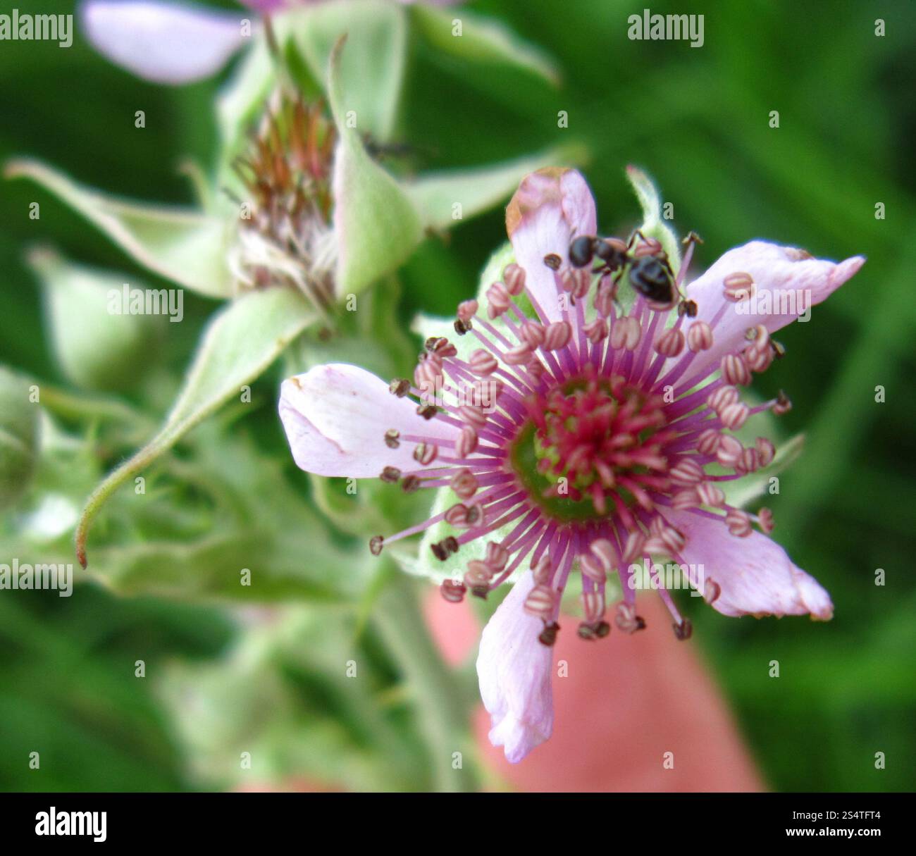 White Bramble (Rubus rigidus Stock Photo - Alamy