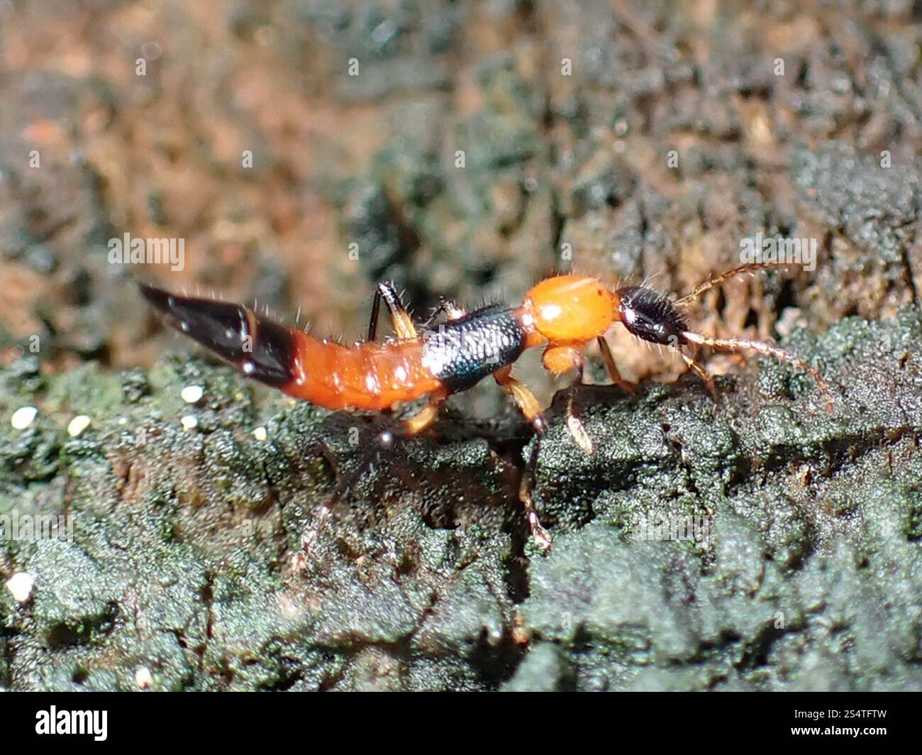 Whiplash Beetles (Paederus Stock Photo - Alamy