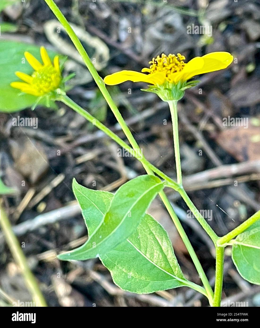 Toothleaf Goldeneye (Viguiera dentata Stock Photo - Alamy