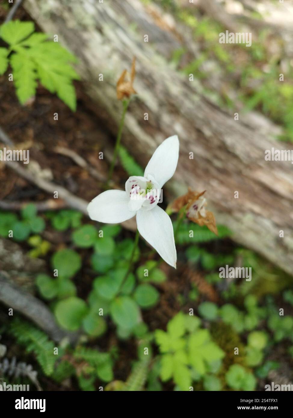Dog orchid (Codonorchis lessonii Stock Photo - Alamy