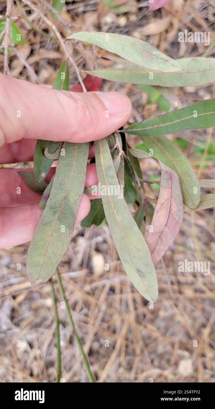 bluejack oak (Quercus incana Stock Photo - Alamy
