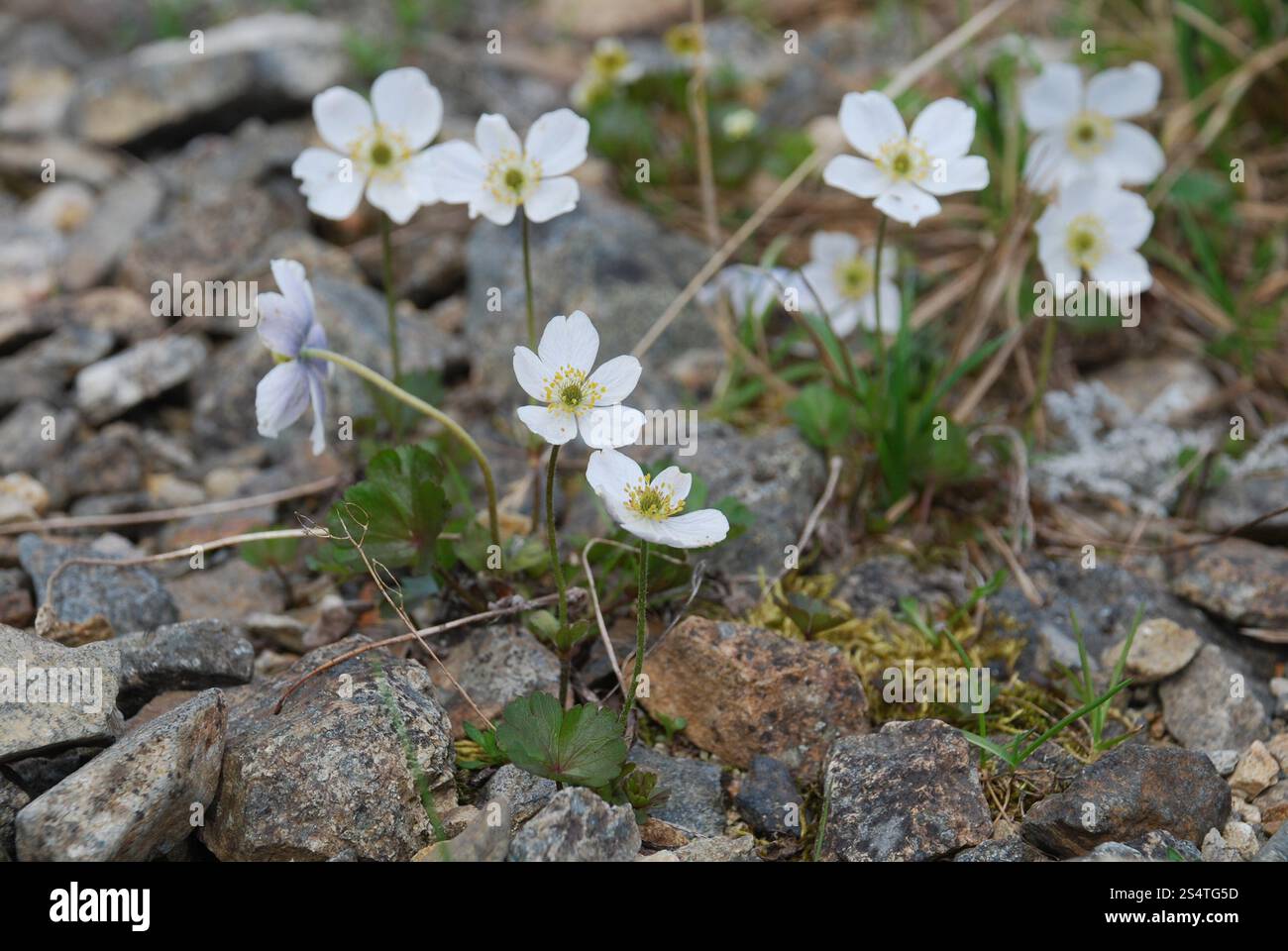 Small-flower Anemone (Anemone parviflora Stock Photo - Alamy