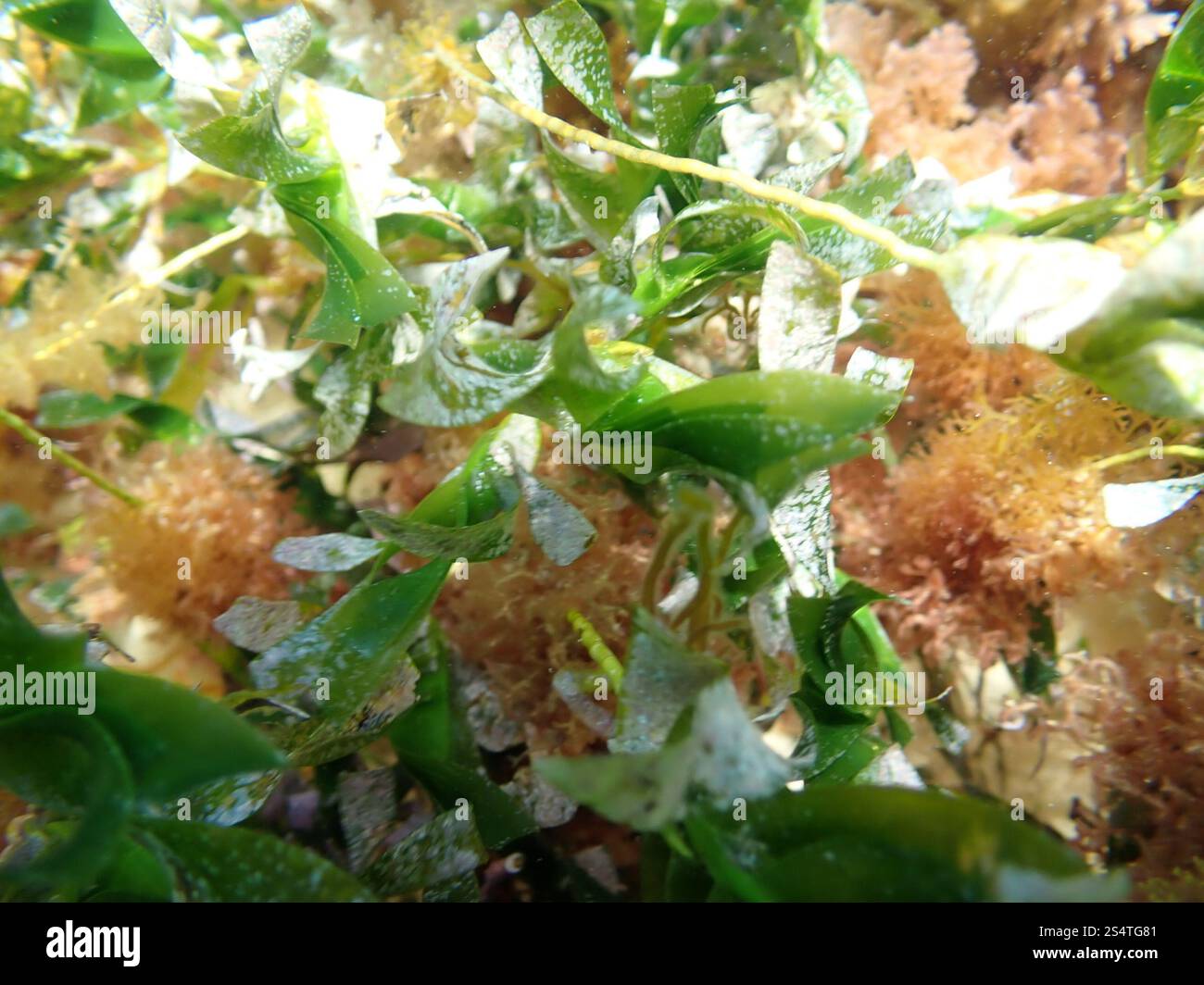 Sea Nymph (Amphibolis antarctica Stock Photo - Alamy