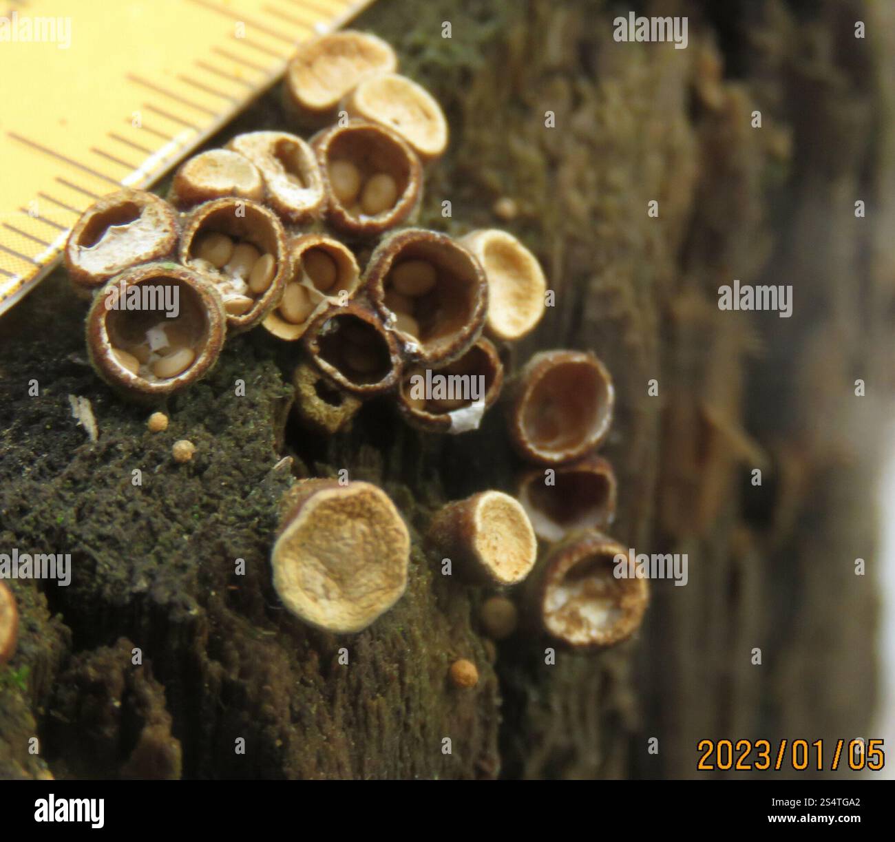 common bird's nest fungus (Crucibulum laeve Stock Photo - Alamy