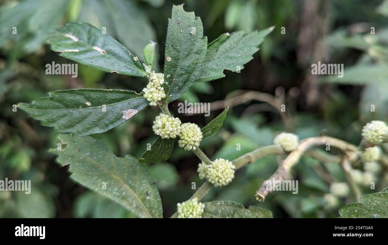 Large lineolate Elatostema (Elatostema lineolatum Stock Photo - Alamy