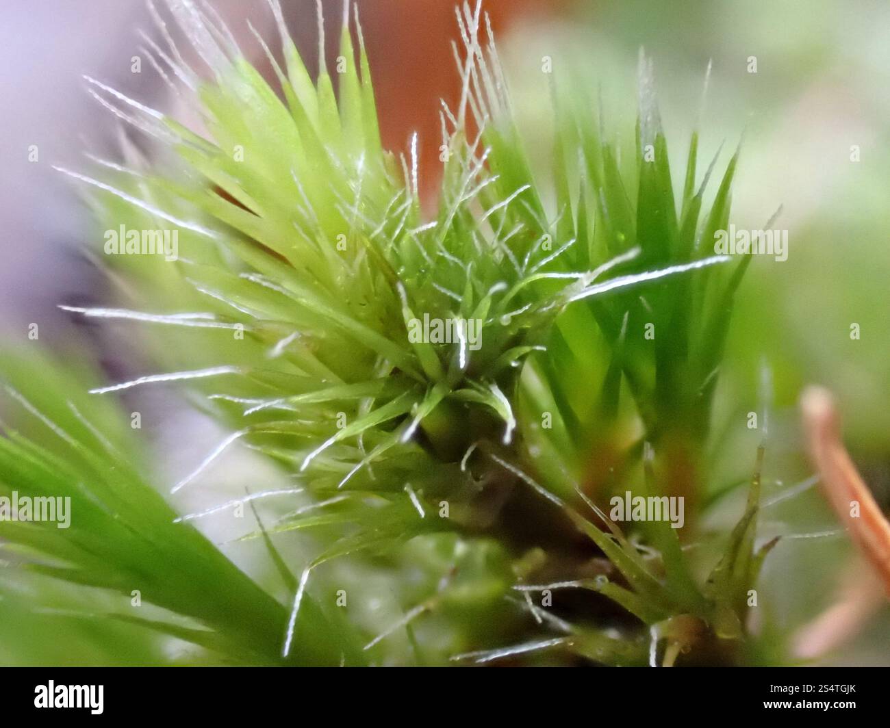Heath Star-moss (Campylopus introflexus Stock Photo - Alamy