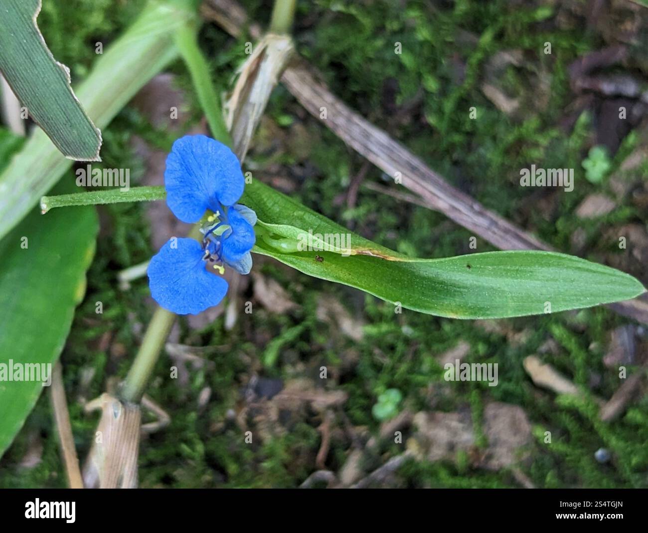 climbing dayflower (Commelina diffusa Stock Photo - Alamy