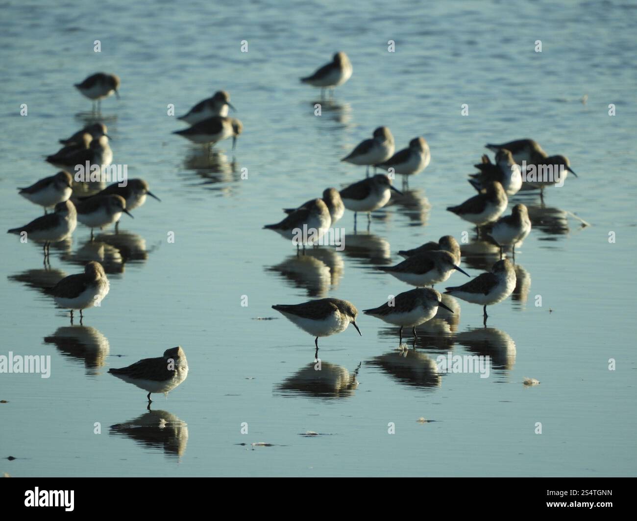Western Sandpiper (Calidris mauri Stock Photo - Alamy