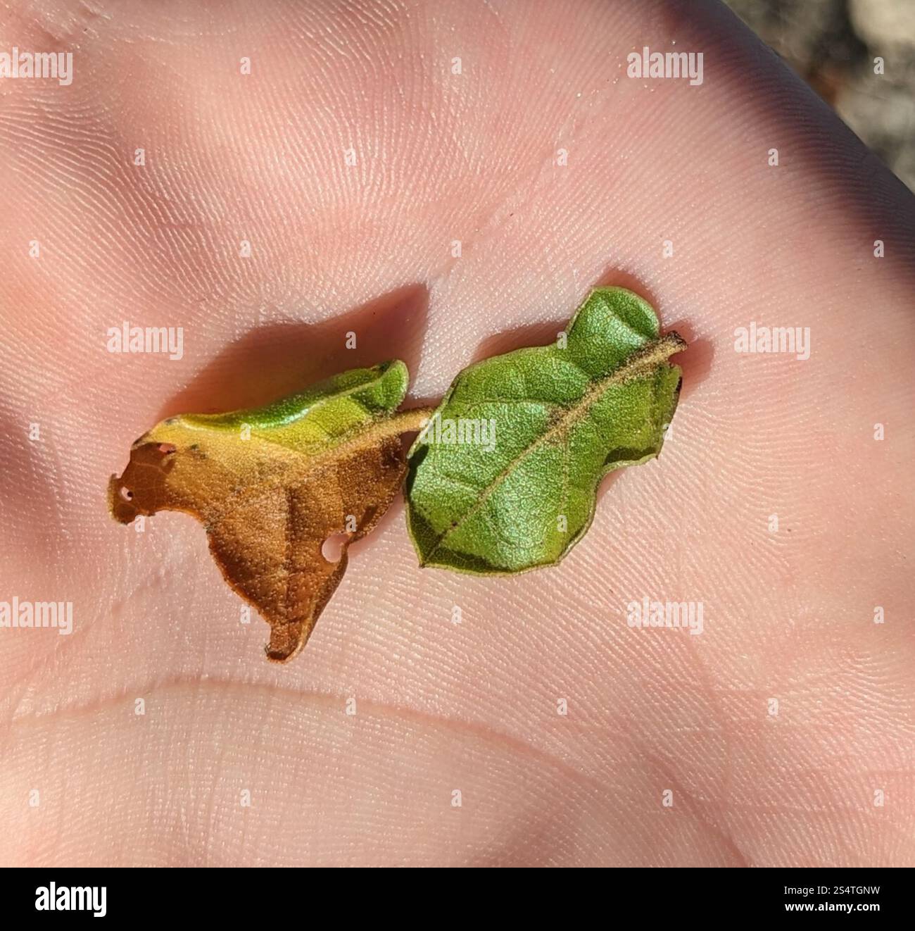 Myrtle Oak (Quercus myrtifolia Stock Photo - Alamy