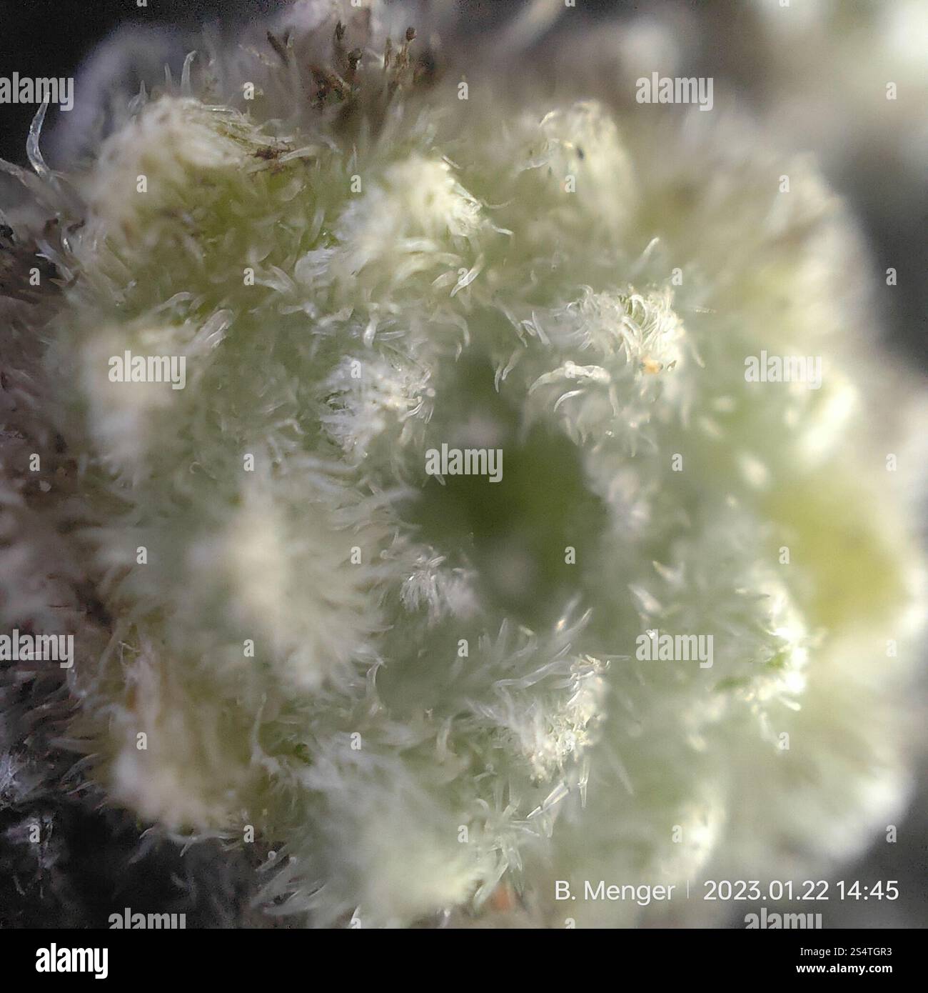 Vegetable Sheep (Raoulia mammillaris Stock Photo - Alamy