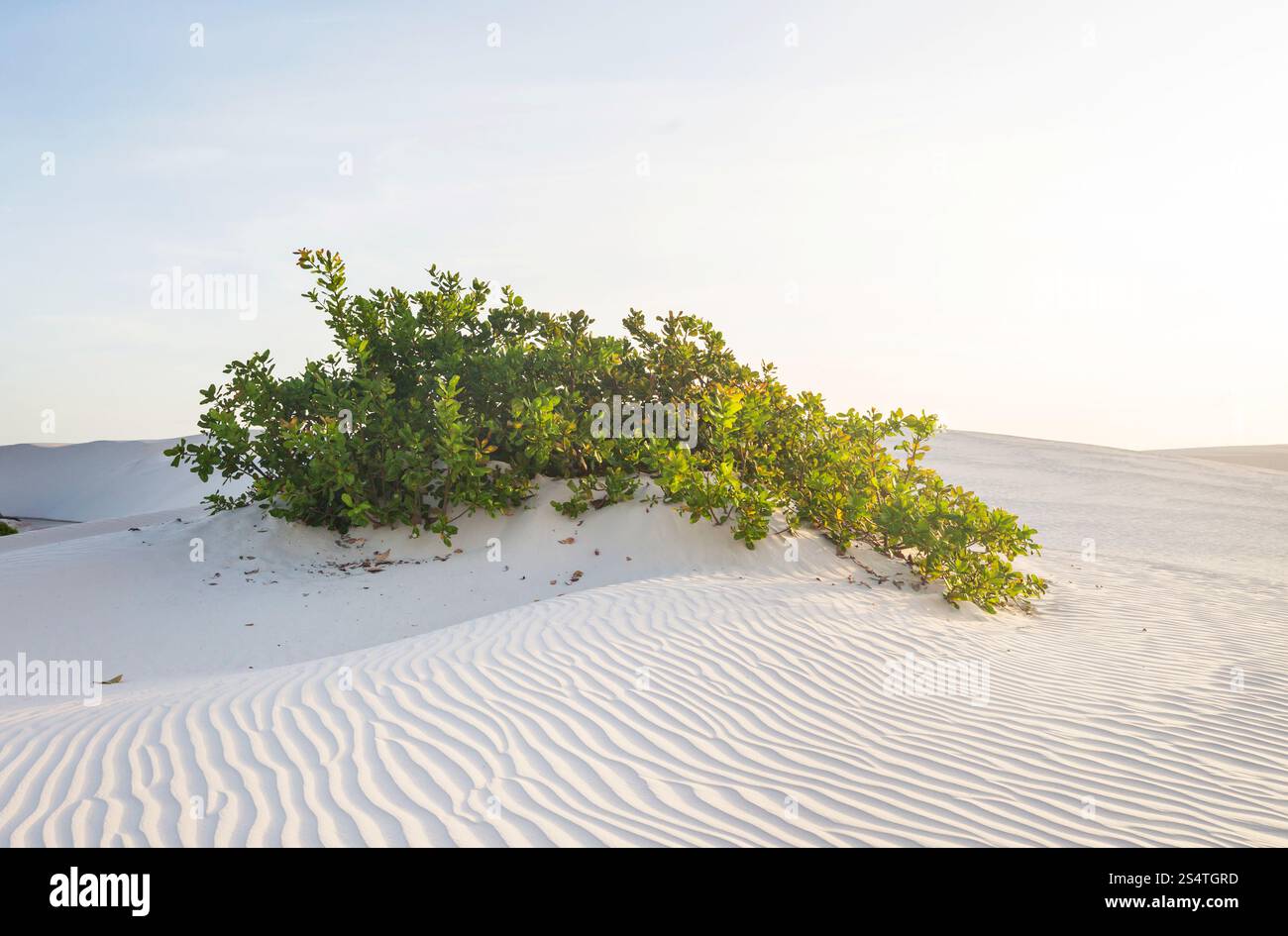 Sand dunes in northern Brazil at sunset Stock Photo - Alamy