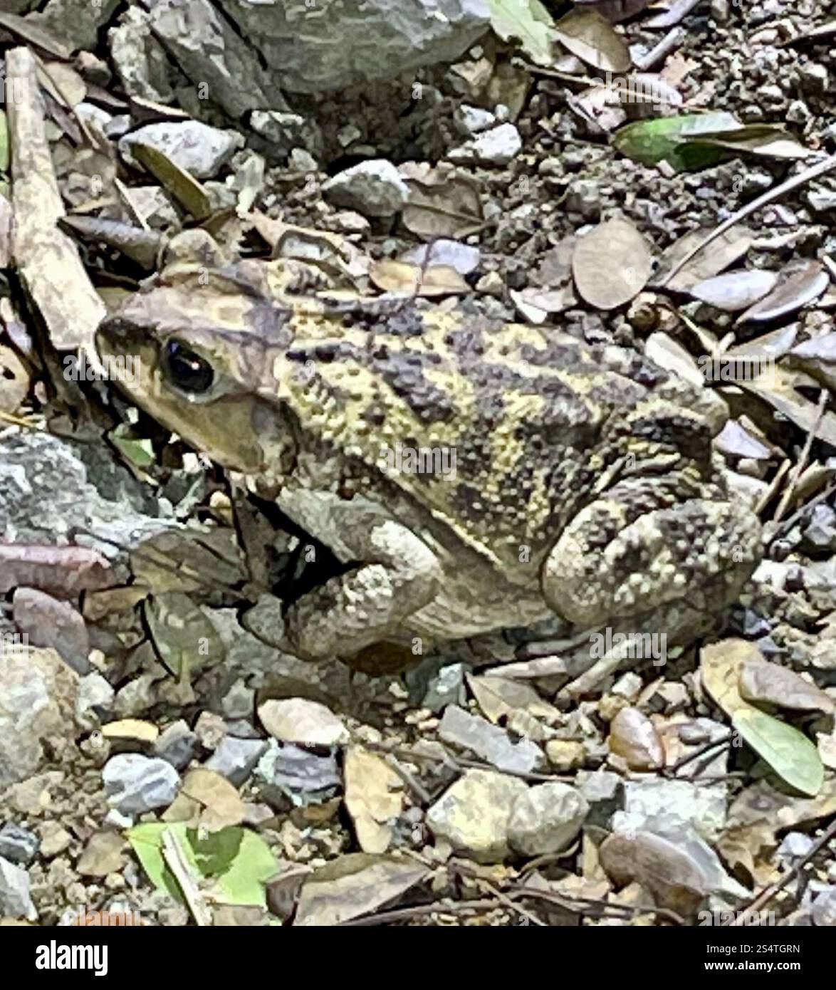 Western Giant Toad (Peltophryne fustiger Stock Photo - Alamy