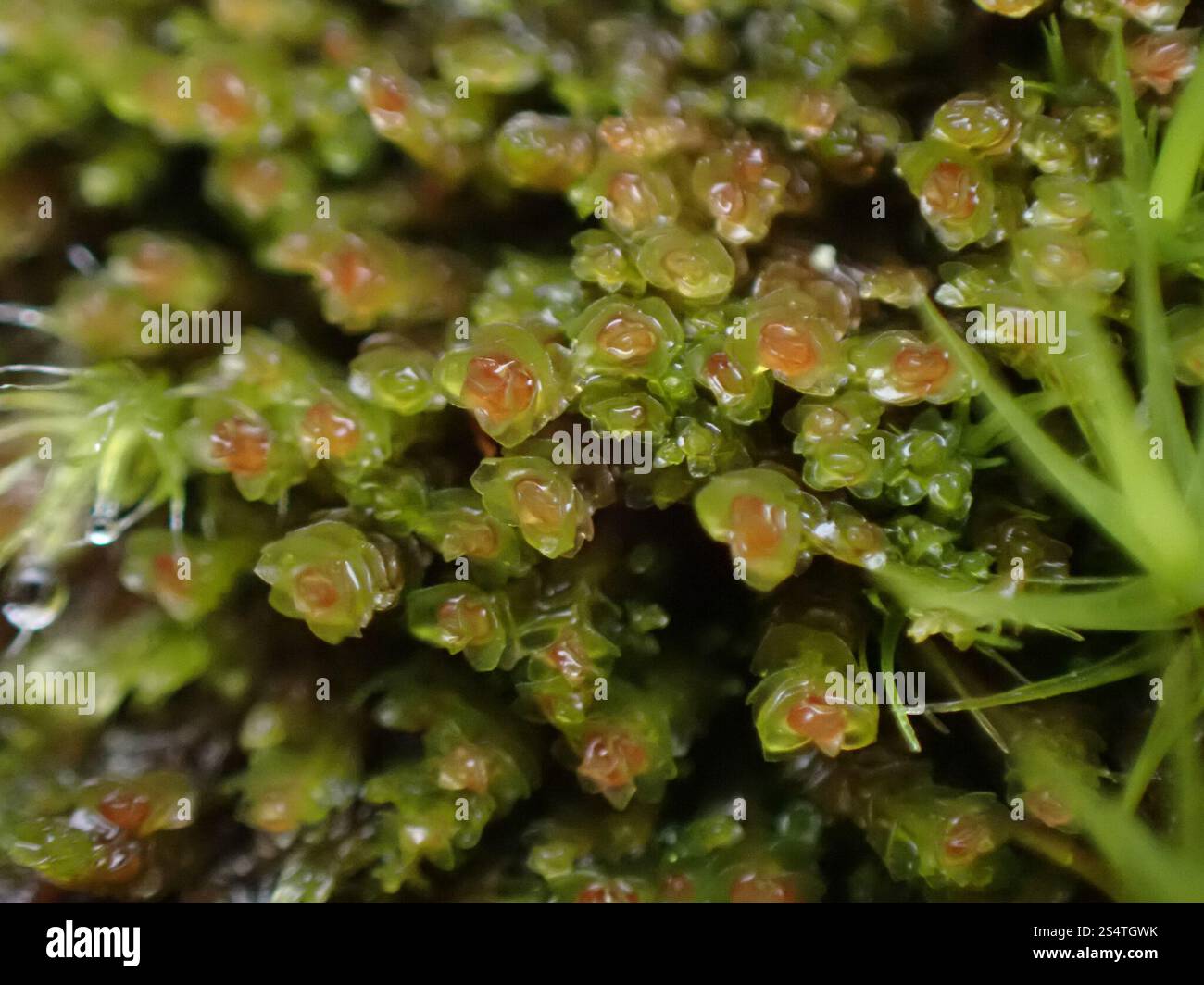 Notched Rustwort (Marsupella emarginata Stock Photo - Alamy