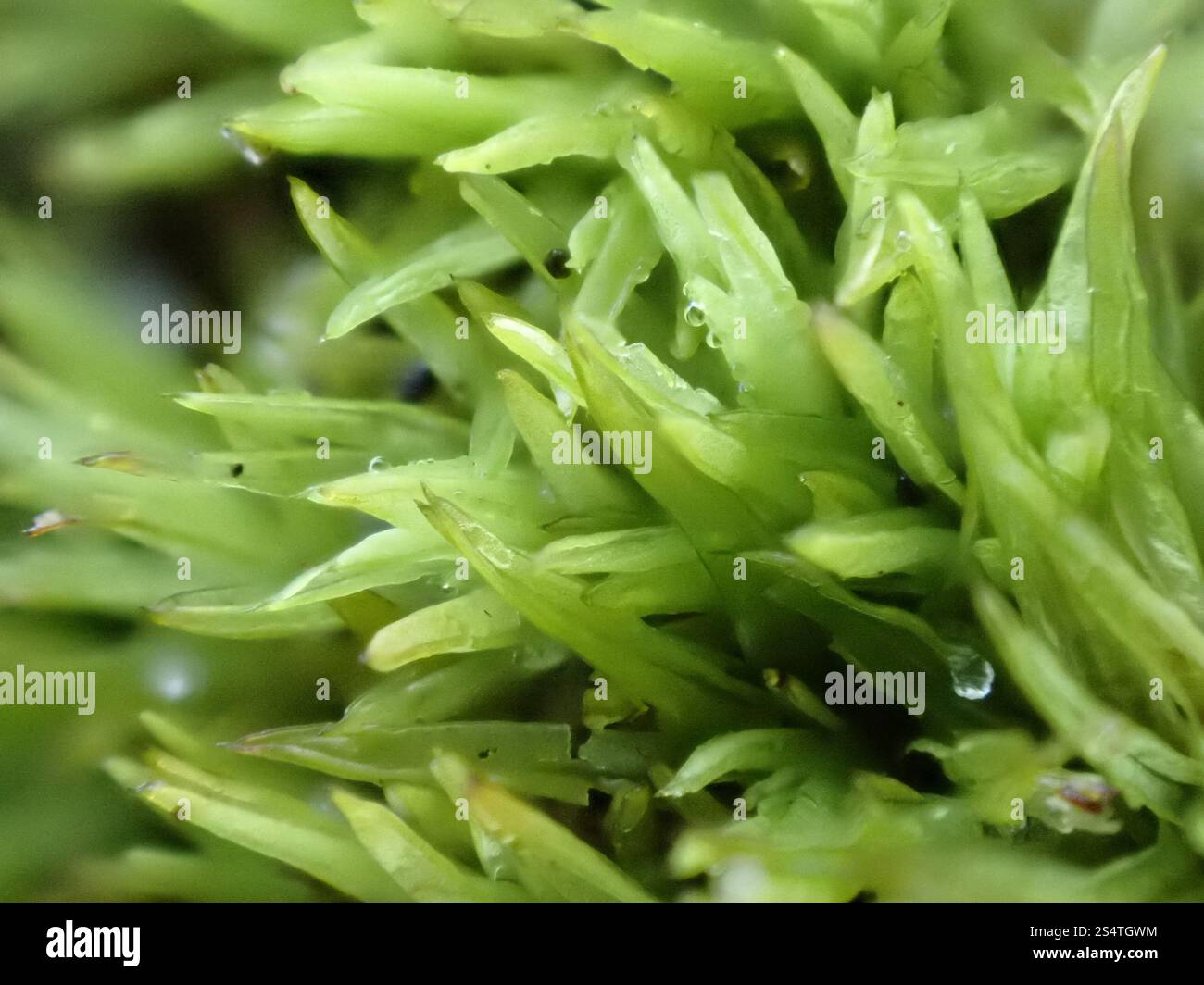 Yellow Crisp-moss (Tortella flavovirens Stock Photo - Alamy