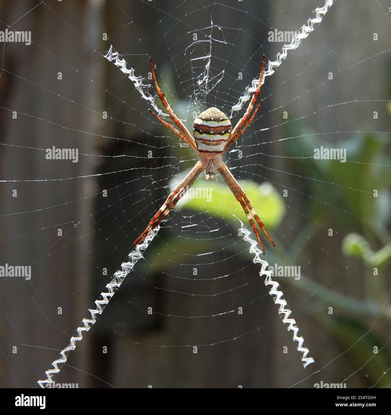 Saint Andrew's Cross Spider (Argiope keyserlingi Stock Photo - Alamy