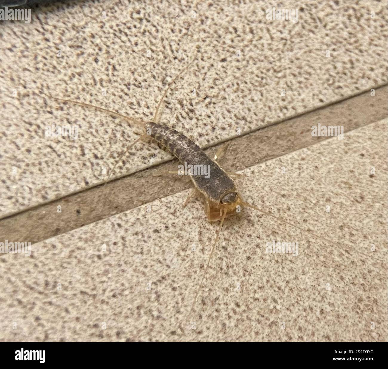 Long-tailed Silverfish (Ctenolepisma longicaudatum Stock Photo - Alamy