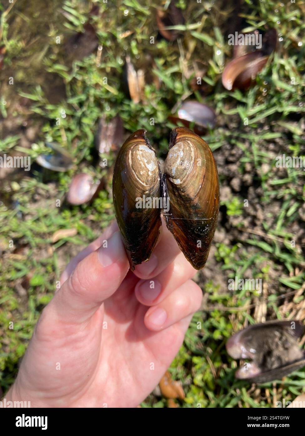 Florida Spike (Elliptio jayensis Stock Photo - Alamy