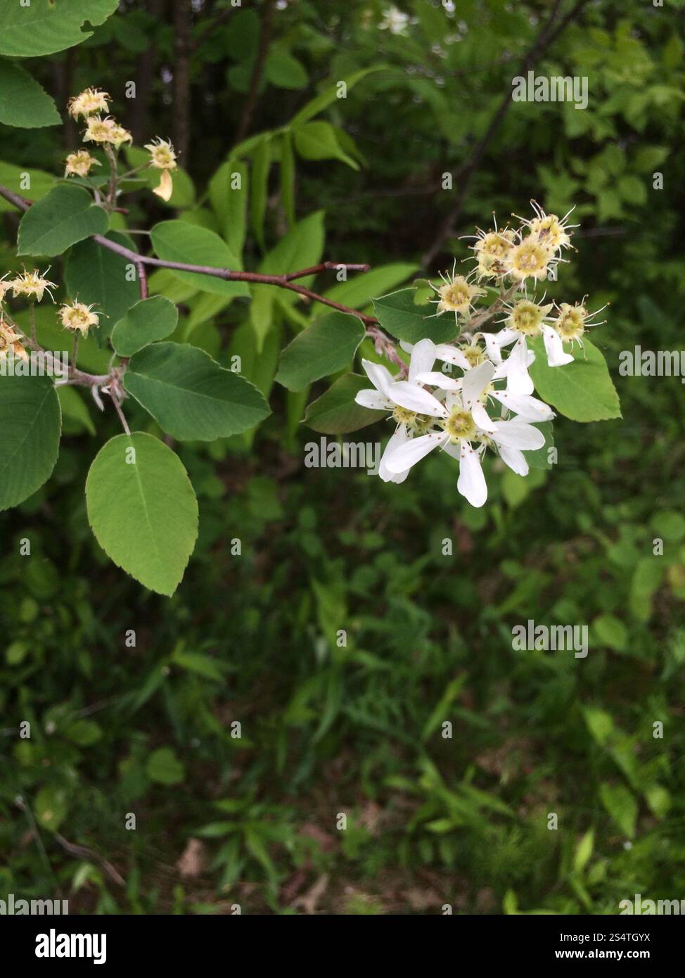 roundleaf shadbush (Amelanchier sanguinea Stock Photo - Alamy