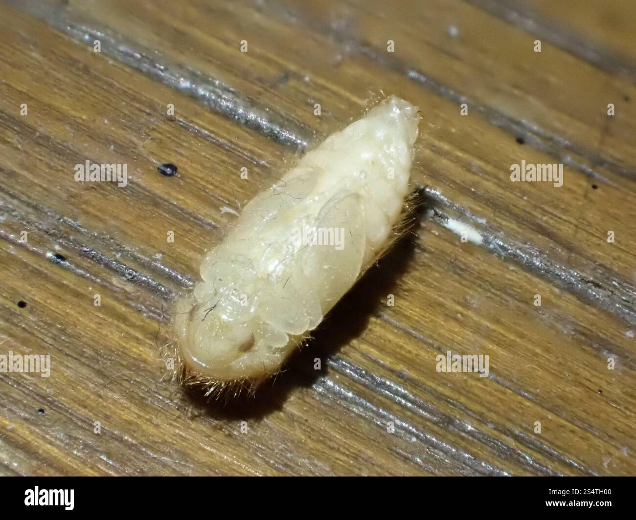 Skin Beetles (Dermestidae Stock Photo - Alamy