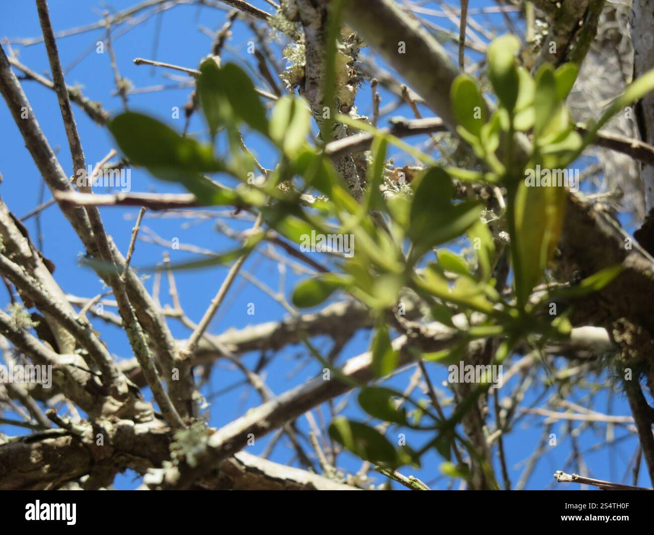 American Mistletoe (Phoradendron leucarpum Stock Photo - Alamy