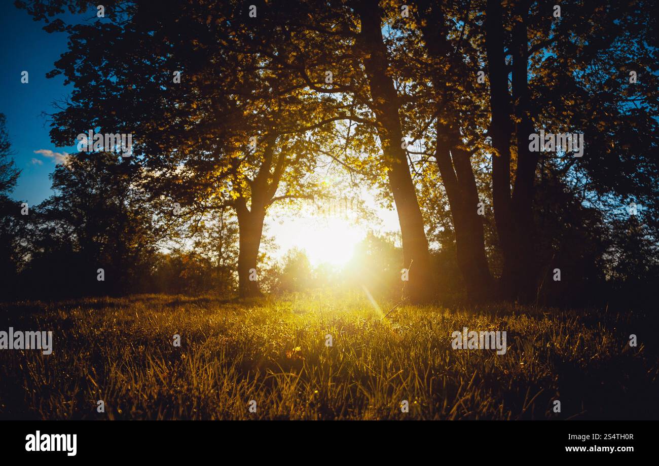 Light shining through trees hi-res stock photography and images - Alamy
