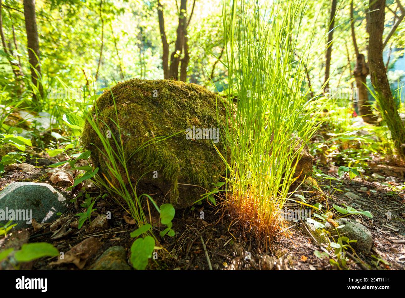 Photo of big rock with grass growing around at forest Stock Photo - Alamy