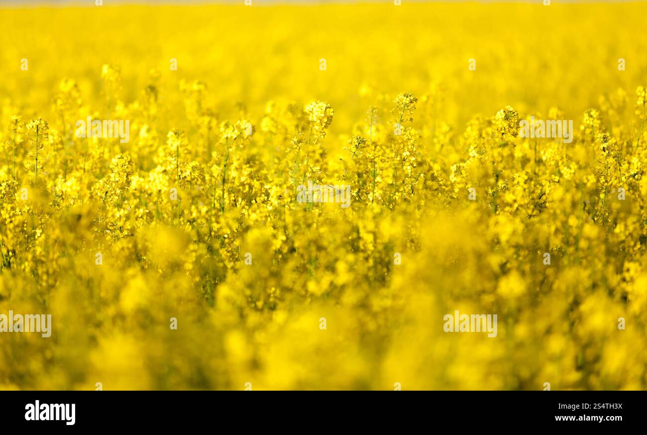 Field blooming rapeseed hi-res stock photography and images - Alamy